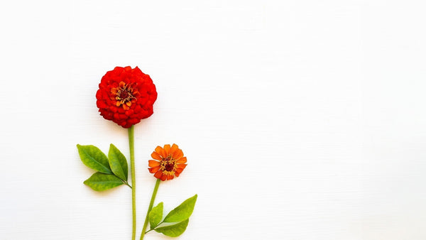 Birth Flowers and Their Meanings: Find Yours by Birth Month - Baby Forest